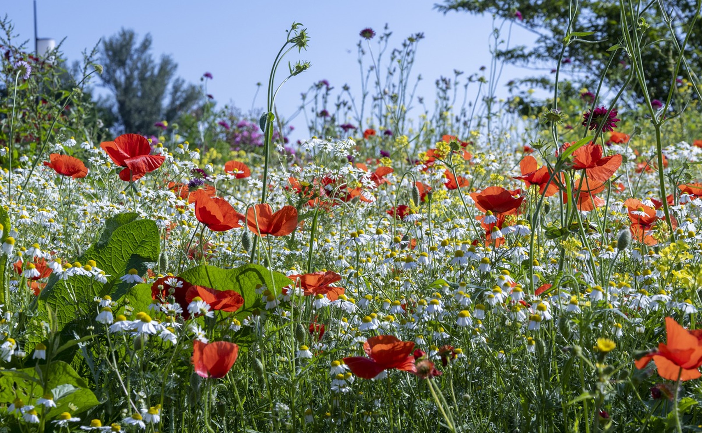 The Nature-Based Solutions Case-Based System: A hybrid expert system ...